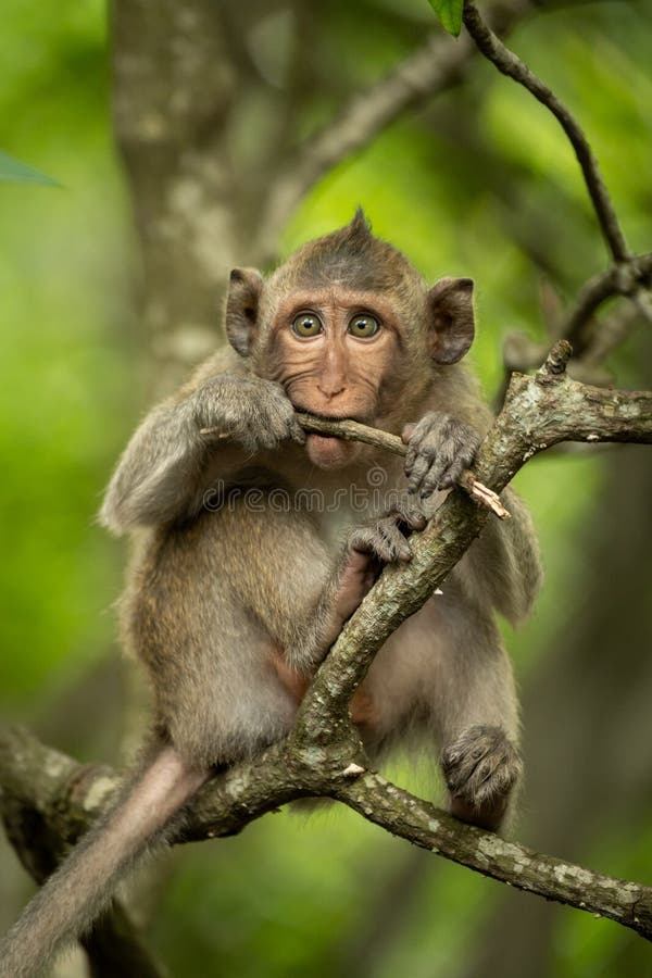 Long-tailed Macaque Bites Shiny Object in Tree Stock Photo - Image of ...