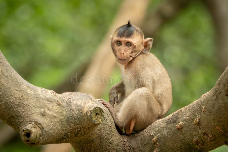 Baby Long-tailed Macaque on Branch Faces Camera Stock Image - Image of ...