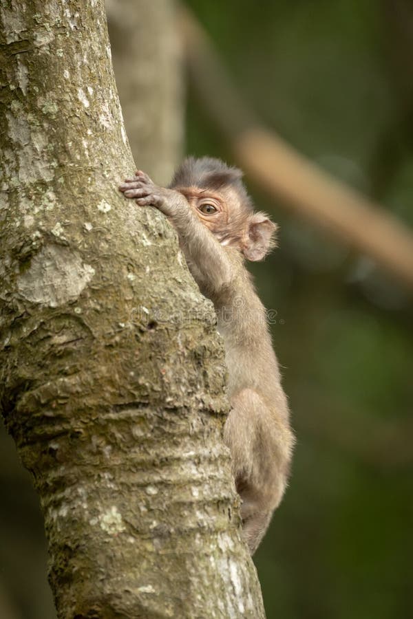 Baby Long-tailed Macaque Plays Peekaboo in Tree Stock Image - Image of ...