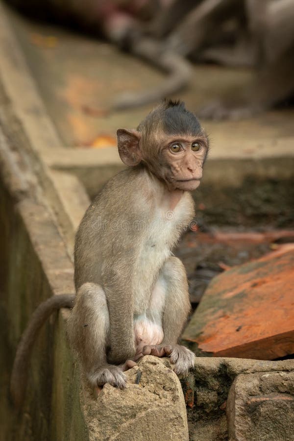 Baby Long-tailed Macaque Sit on Concrete Wall Stock Photo - Image of ...