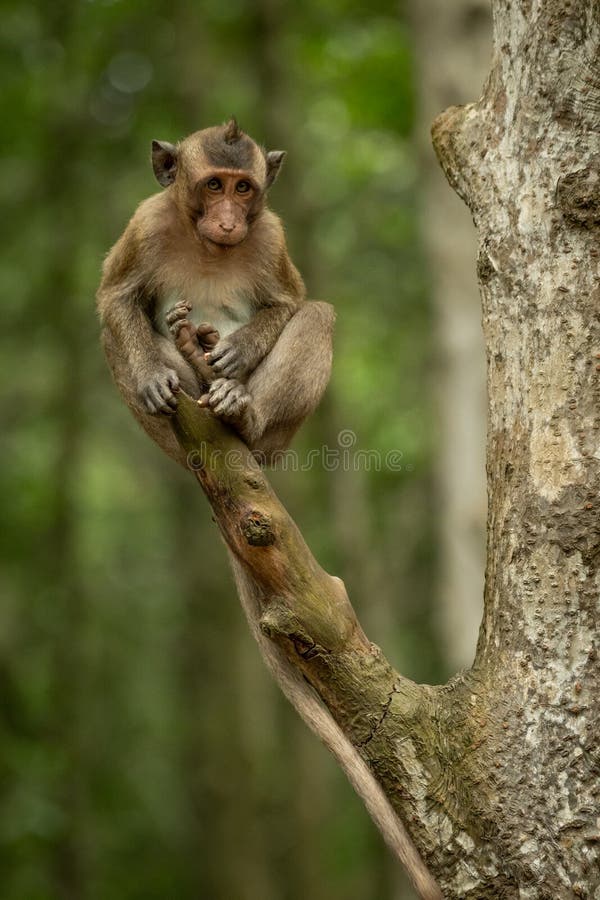 Baby Long-tailed Macaque Sits at Branch End Stock Photo - Image of ...