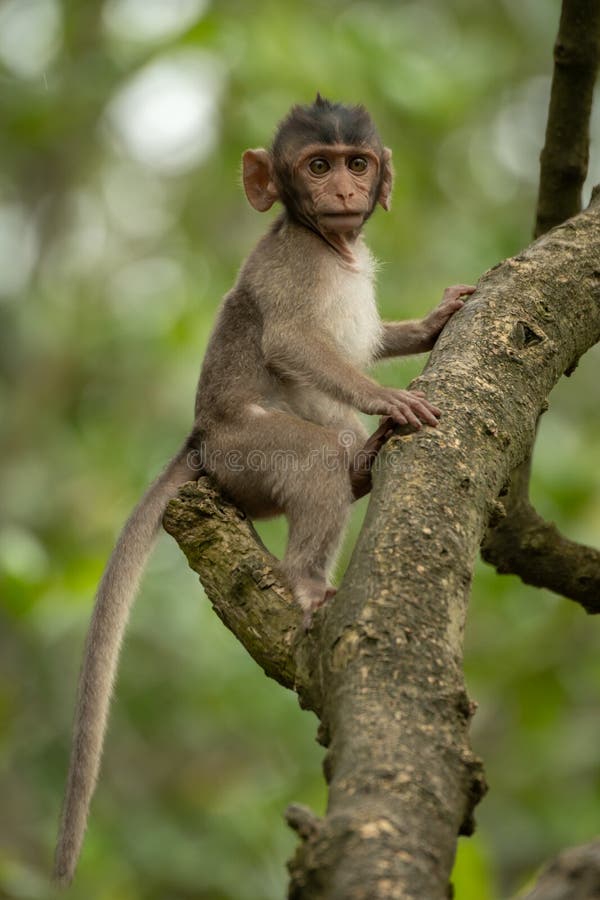 Baby Long-tailed Macaque Sits High in Tree Stock Image - Image of ...