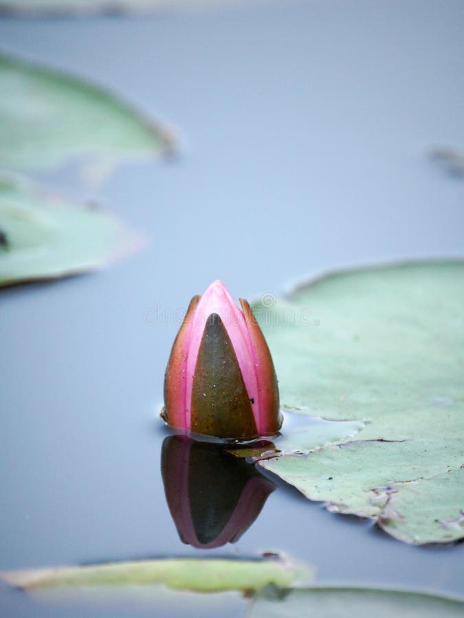 Baby lotus stock image. Image of river, pond, garden, wild - 901695
