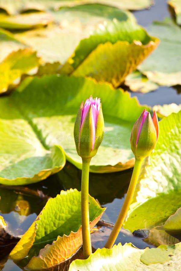 Baby lotus stock image. Image of river, pond, garden, wild - 901695
