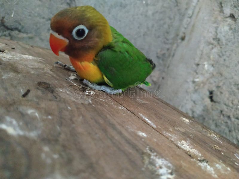 Lovebird baby bird stock photo. Image of parrot, loveb - 201330218 Lovebird baby bird stock photo. Image of parrot, loveb - 201330218