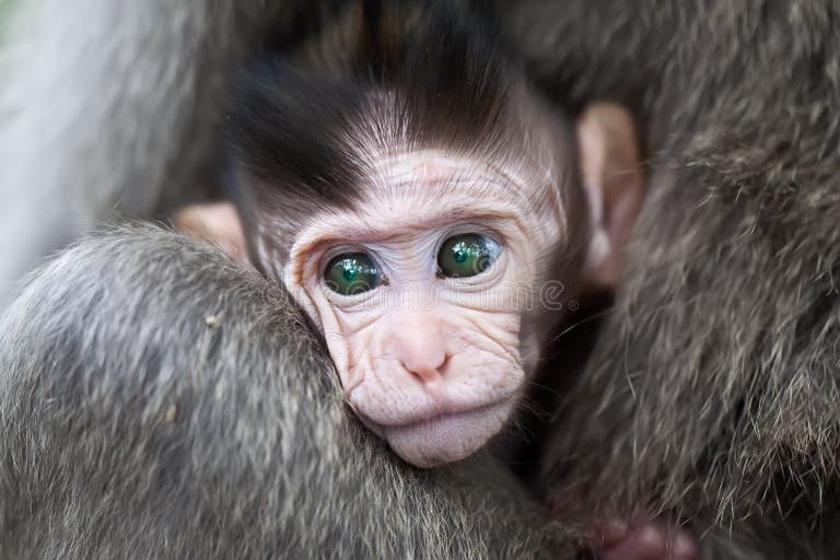11,980 Baby Ape Macaque Stock Photos - Free & Royalty-Free Stock Photos ...
