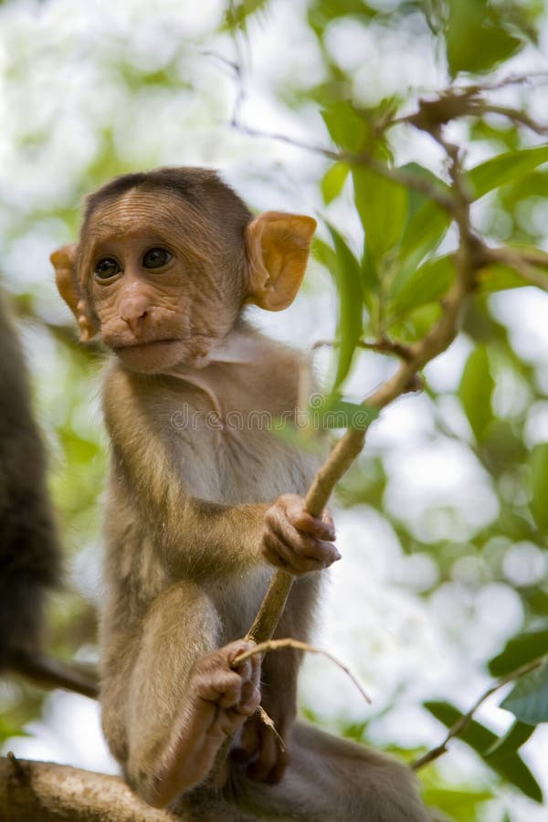 Baby macaque stock photo. Image of climb, female, baby - 2721840