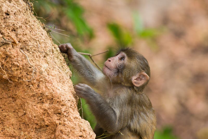 Baby Macaque monkey stock photo. Image of moving, macaque - 37696390