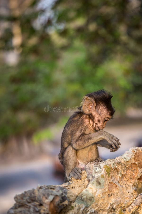 Baby Macaque monkey eating stock photo. Image of young - 271351840