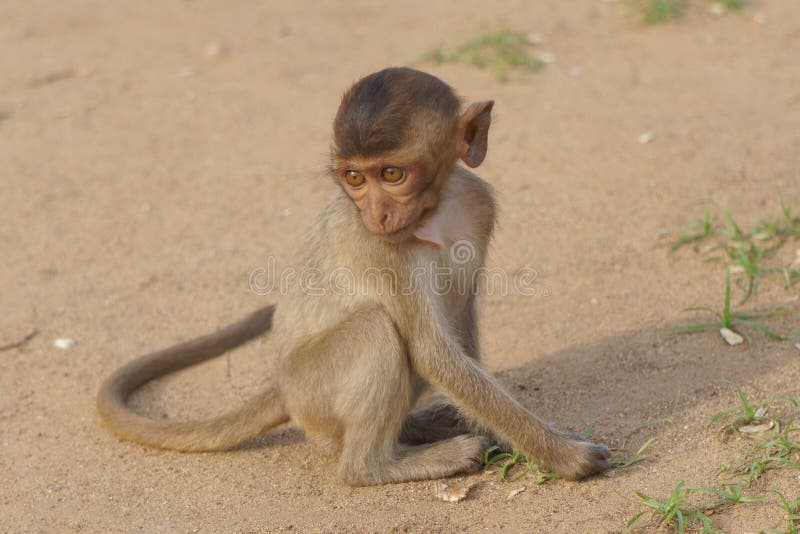 Baby Macaque Monkey stock image. Image of primates, thailand - 79106585