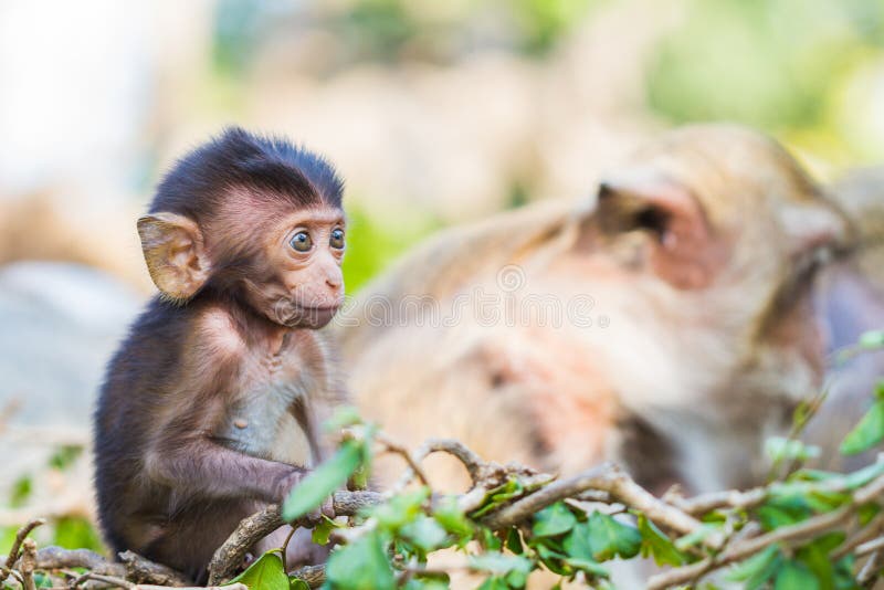 Baby macaque stock image. Image of mother, branch, national - 39683545