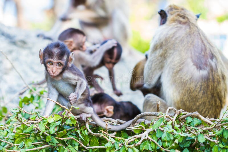 Baby macaque stock image. Image of little, jungle, national - 39683587