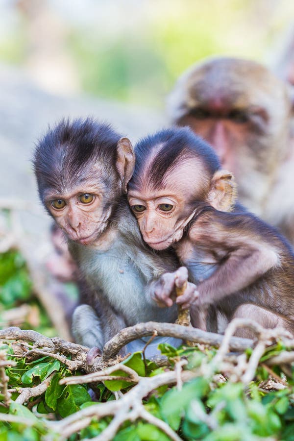 Baby macaque stock image. Image of park, mother, face - 39683599