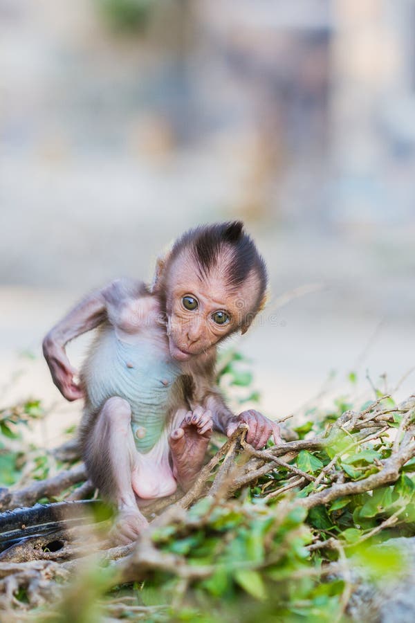 Baby macaque stock image. Image of branch, national, mammal - 39683625