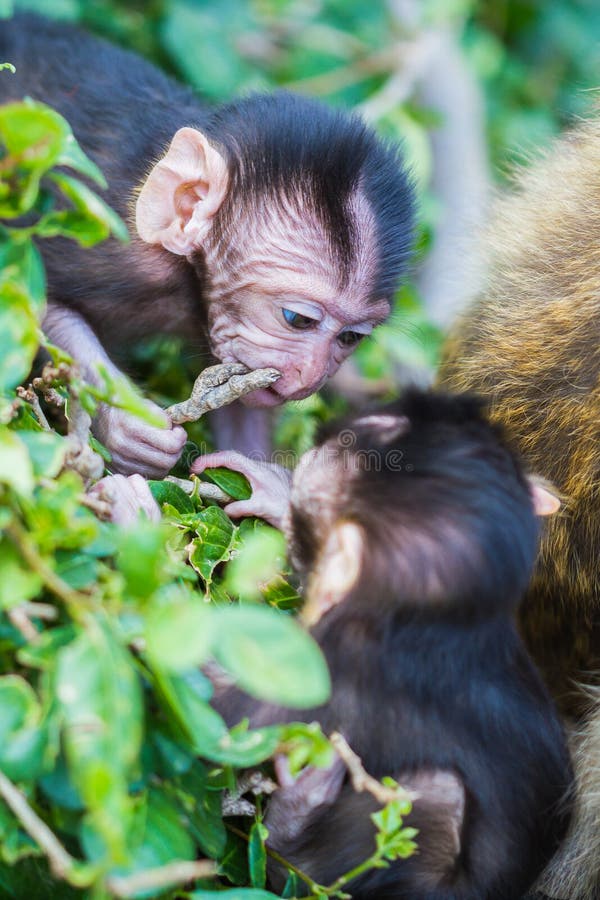 Baby macaque stock image. Image of hairy, hair, branch - 39683669