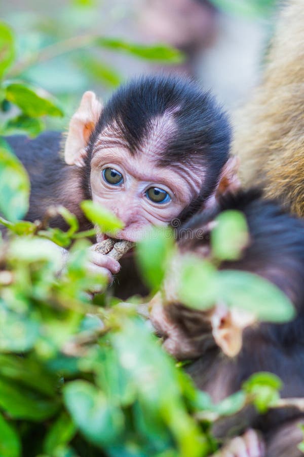 Baby macaque stock photo. Image of small, monkey, mother - 39683670