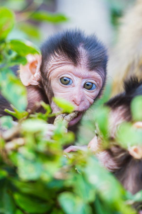 Baby macaque stock photo. Image of hairy, mammal, creature - 39683704