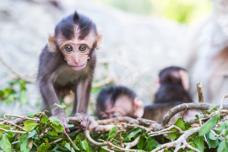 Baby macaque stock image. Image of hairy, asian, mammal - 53778685