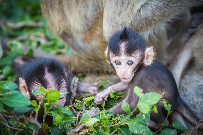 Baby macaque stock image. Image of baby, forest, monkey - 53778705