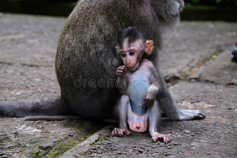 Baby Macaque stock photo. Image of fascicuiaris, cute - 44097188