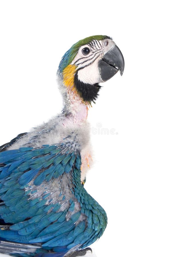 Baby Macaw Picture. Image: 5632008