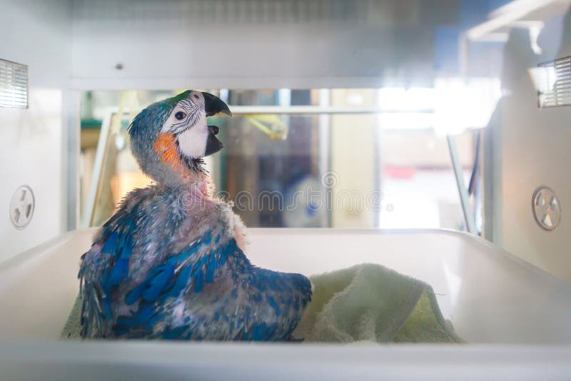 Two baby macaws stock photo. Image of macaw, domestic - 10178500