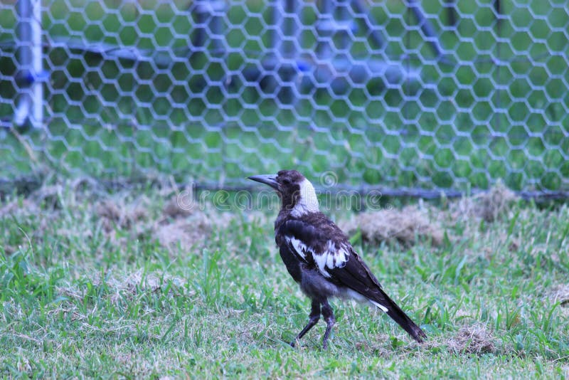 Baby Magpie stock image. Image of swoop, bird, baby, magpie - 49362435