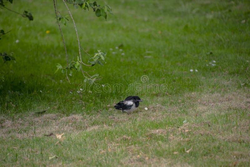 Baby Magpie or Pica Pica Sitting at the Grass in the Park Stock Photo ...