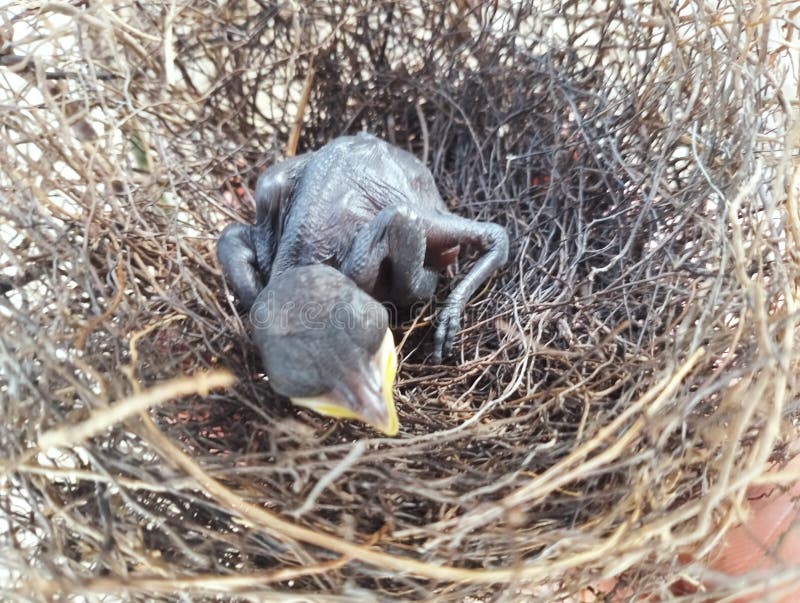 Baby magpie robins stock image. Image of reptile, baby - 270780213