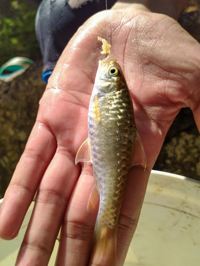 Baby Mahseer Fish Catch in Malaysia Stock Image - Image of aquarium ...