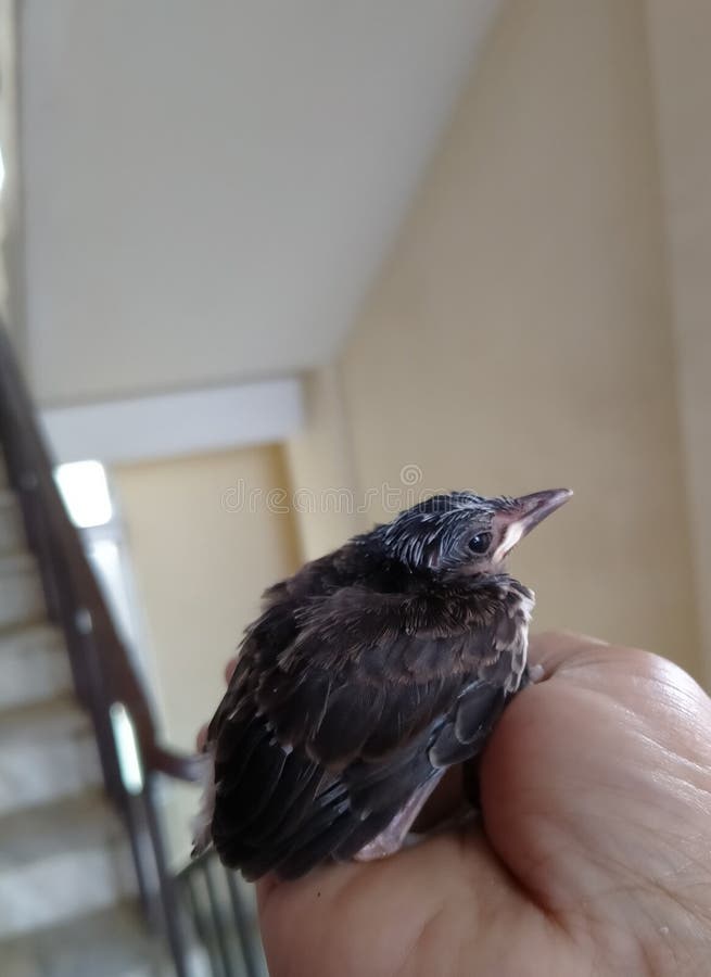 Baby Maina bird stock image. Image of hand, inside, sitting - 225062001