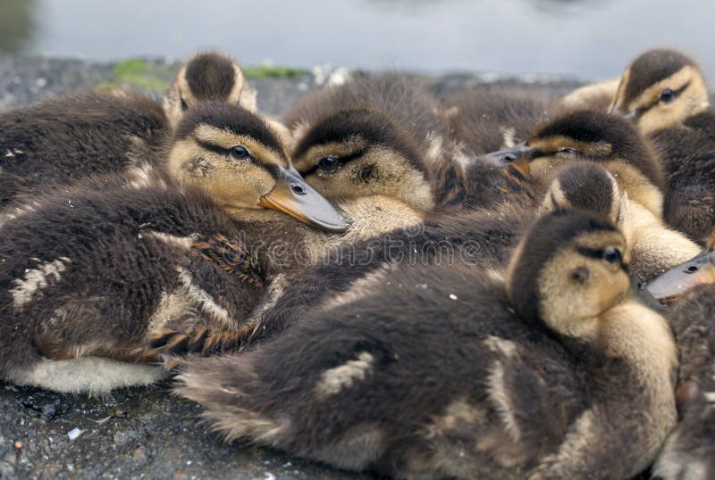 Baby mallard duck on rock stock image. Image of young - 15632613