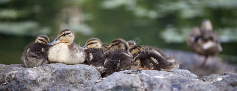 10,125 Baby Ducks Photos - Free & Royalty-Free Stock Photos from Dreamstime