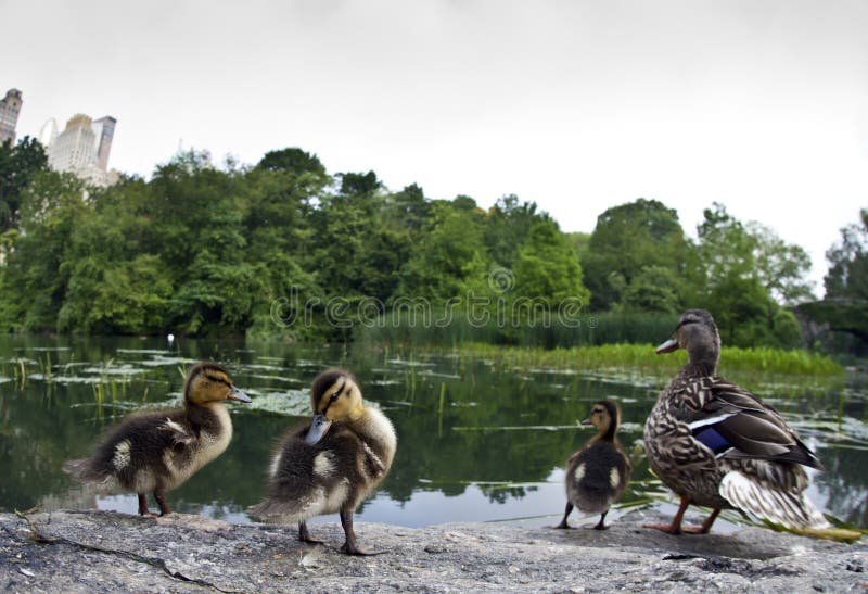 10,125 Baby Ducks Photos - Free & Royalty-Free Stock Photos from Dreamstime