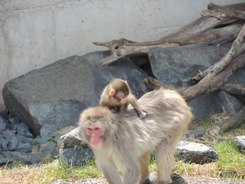 Mama Monkey and Her Little Monkey Cave Temple in Chiang Rai North of ...
