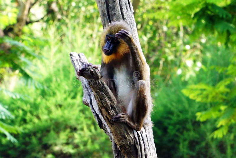 A Baby mandrill. stock photo. Image of setting, animal - 101749936