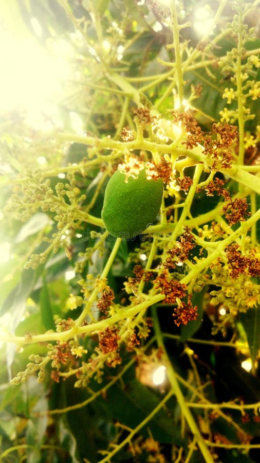Baby Mango Fruit stock image. Image of green, mango - 254813041