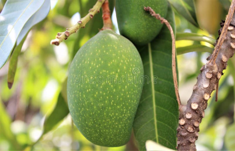 Raw Green Mango on Tree Fresh Summer Fruit Stock Photo - Image of mango ...