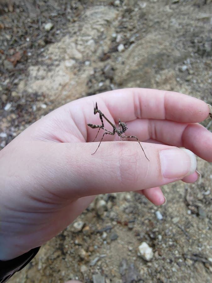 Baby mantis stock image. Image of beauty, baby, love - 260748039