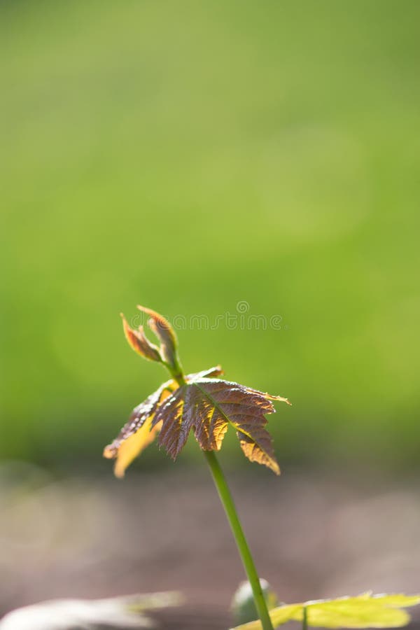 Baby maple stock photo. Image of color, fresh, forest - 79958056