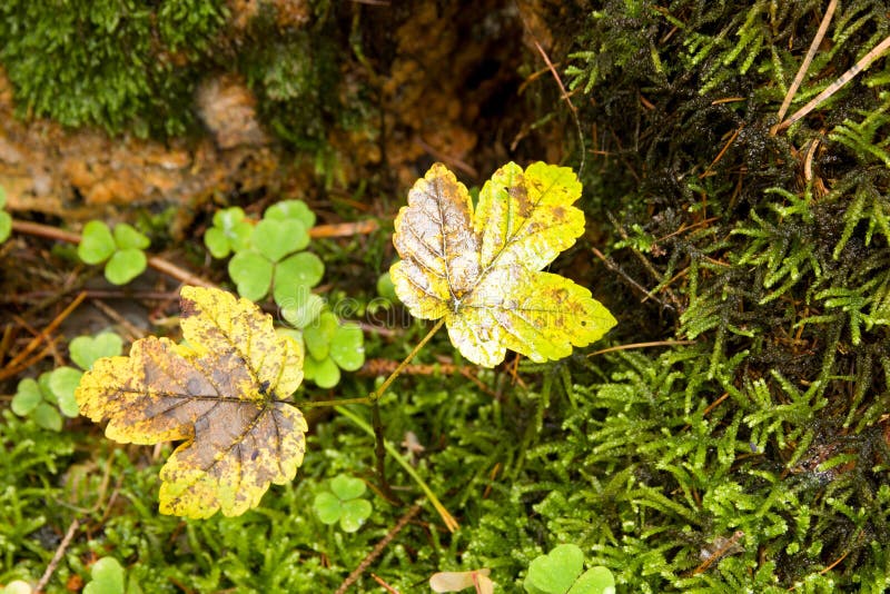 Baby Maple Tree Stock Photos - Download 1,815 Royalty Free Photos