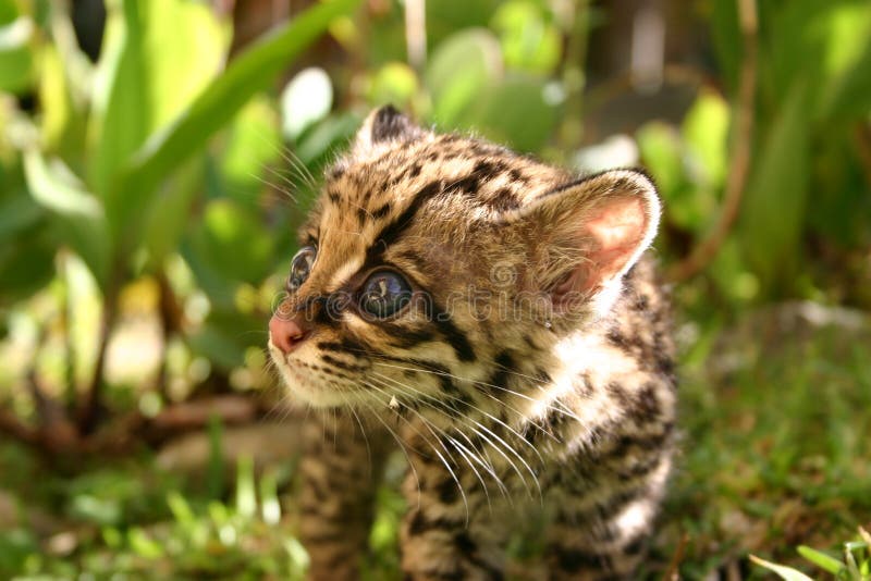 Baby Margay stock image. Image of conservacion, mammal - 560961
