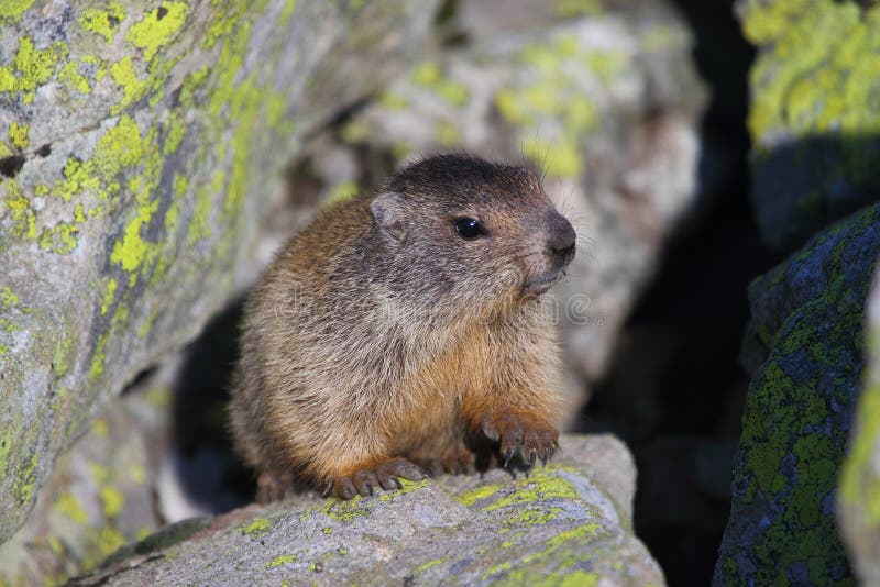 Baby marmot close-up stock image. Image of mammal, beautiful - 11384833