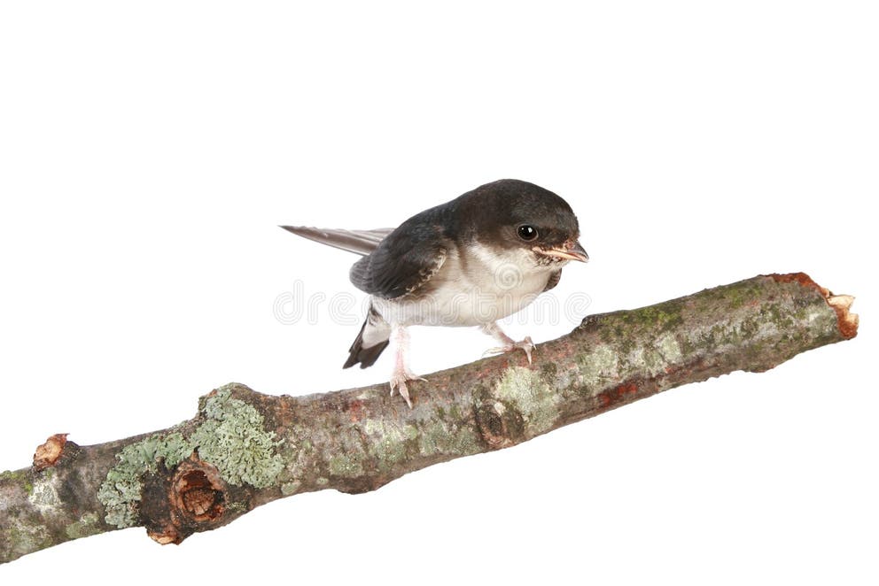 Baby martin on a branch stock photo. Image of small, beauty - 16642786