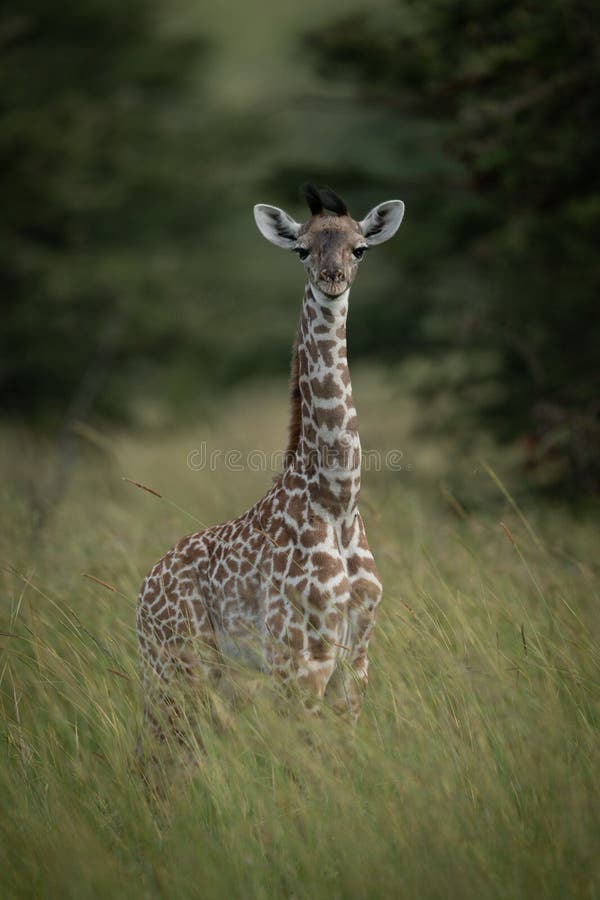 Giraffe Facing Forward Extracted Stock Image - Image of animal ...