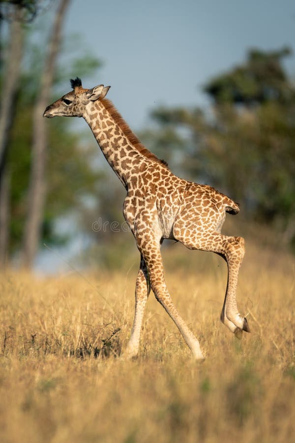 Baby Masai Giraffe Galloping Across Grassy Clearing Stock Image - Image ...