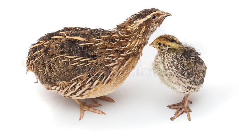 Baby quail bird isolated stock image. Image of yellow - 182385033