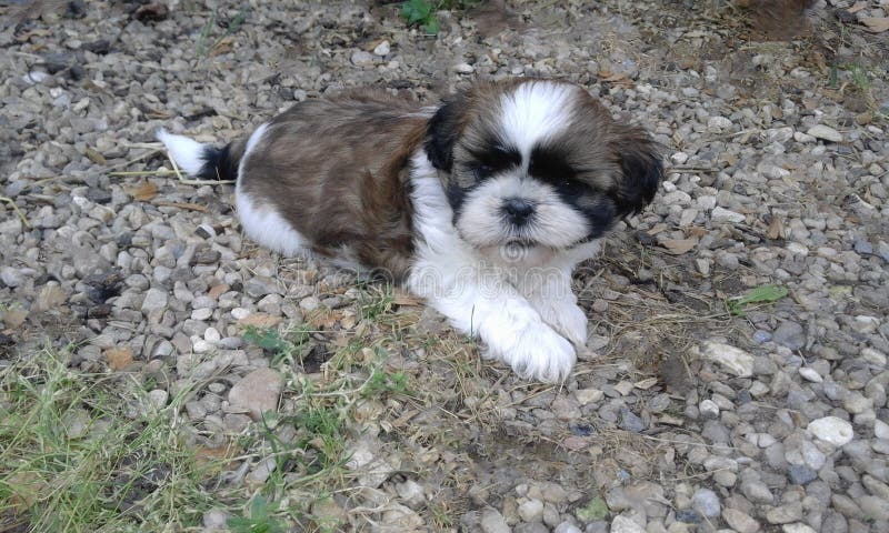 144 Shi Tsu Stock Photos - Free & Royalty-Free Stock Photos from Dreamstime