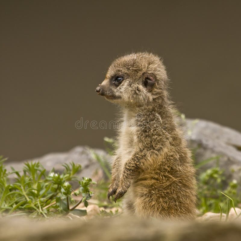 Baby Meerkat stock photo. Image of keeping, baby, cute - 38806752