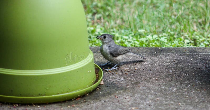 Baby-Meise Sind Sie Meine Mutter? Stockbild - Bild von grau, schauen ...